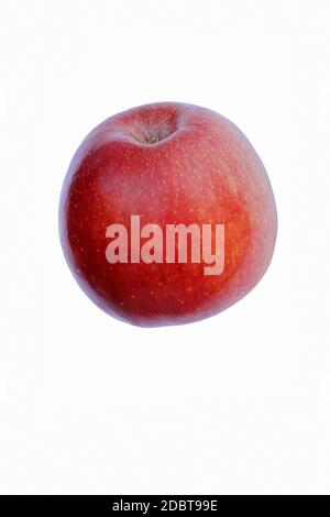 apple (Malus domestica 'Fuji', Malus domestica Fuji), apples on a tre ...