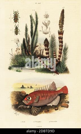 Water horsetail (Equisetum fluviatile), illustration Stock Photo - Alamy