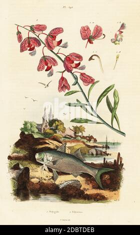 Paradise threadfin, Polynemus paradiseus. Illustration drawn and ...