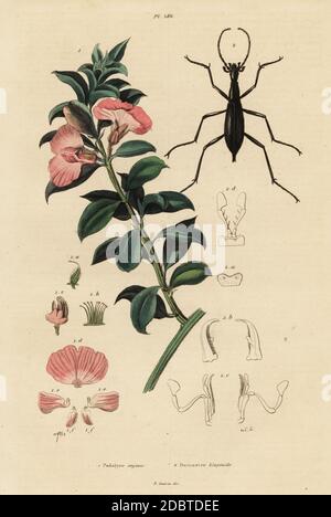 Podalyria sericea (Cape satin bush). Carabus blaptoides (ground beetle ...