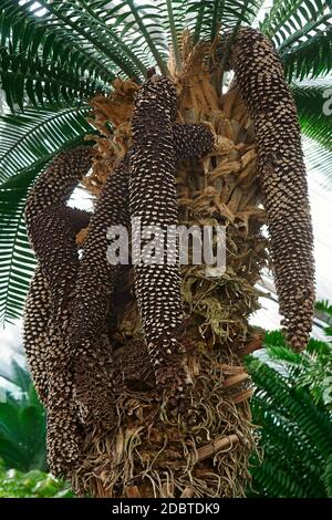 Giant dioon (Dioon spinulosum). Called Gum palm also Stock Photo - Alamy