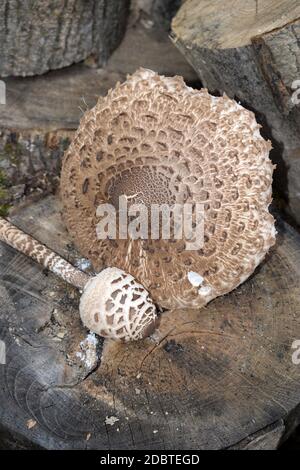 Cap of a parasol on wood Stock Photo - Alamy
