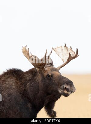 A bull moose on the prairie of North Dakota Stock Photo - Alamy