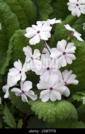Asiatic Primrose, Cortusoides Primula, Primula sieboldii "Oni-gokko ...