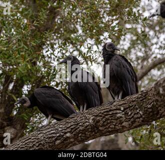 Five Vultures Perched on Tree Branch in Everglades Stock Photo - Alamy