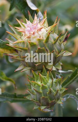 Cardoon, Cynara cardunculus, also called the artichoke thistle, purple ...