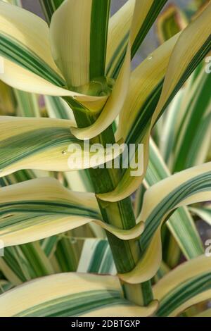 Giant cane (Arundo donax). Called Carrizo, Arundo, Spanish cane ...