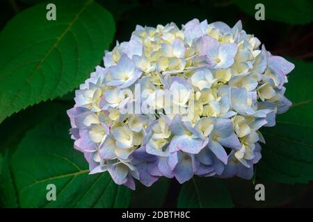 Bigleaf hydrangea (Hydrangea macrophylla). Called French hydrangea, Lacecap hydrangea, Mophead ...