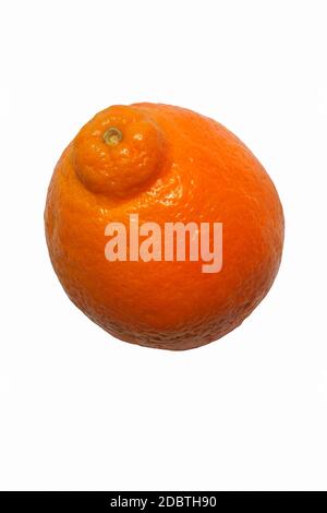 Minneola (Citrus x tangelo). Hybrid between Duncan grapefruit and Dancy ...