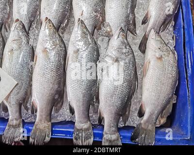Fresh Giant Seaperch ( barramundi, silver perch, white perch, Lates ...