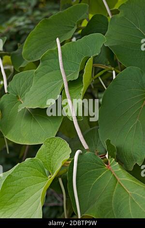 Hoja santa (Piper aurtium). Called Mexican pepperleaf, Yerba santa ...
