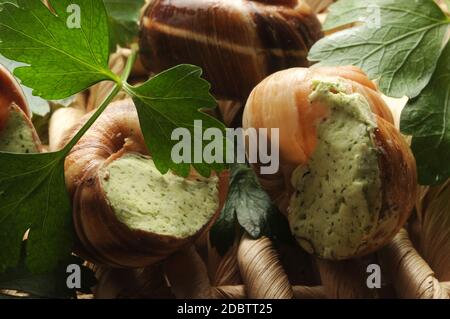 Frozen snails on fresh parsley Stock Photo - Alamy