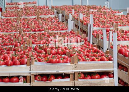 Crates of Red Tomato in Warehouse Storage Stock Photo - Alamy