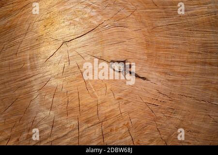 Annual growth rings on logged tree texture background Stock Photo - Alamy