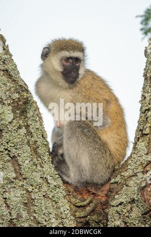 vervet monkey in a tree in the Maasai Mara Stock Photo - Alamy