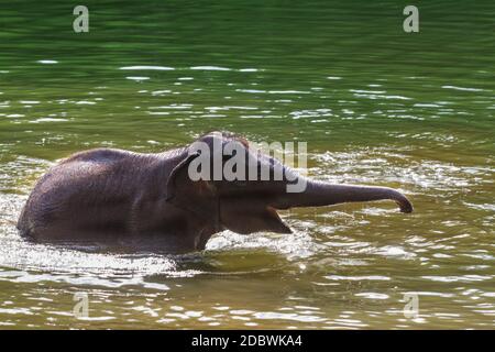 Indian Elephant at Kottoor Kappukadu Elephant rehabilitation centre ...