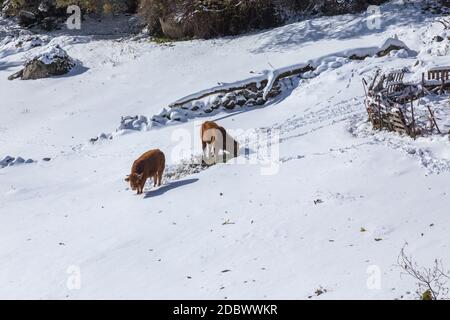 Cows at the mountain with snow in Sanabria, near the lake, Castilla y ...