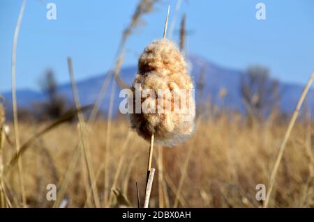 Fluffy reeds or bulrush on a spring day.reedmace Stock Photo - Alamy