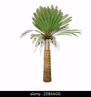 Cycads vary in size from having trunks only a few centimeters to ...