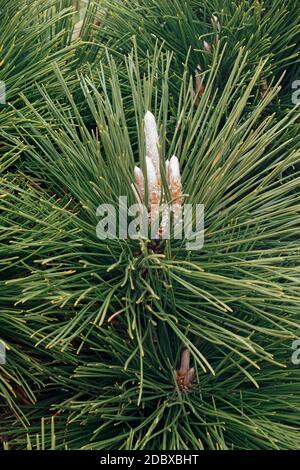 Pinus thunbergii 'Thunderhead' Stock Photo - Alamy