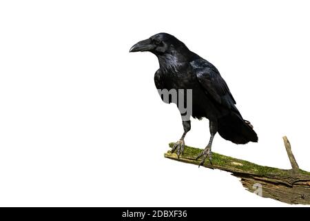 Curious common raven facing camera isolated on white background Stock ...