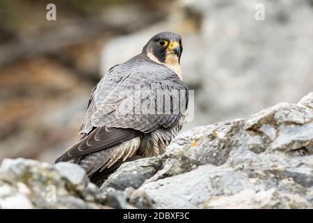 Dominant peregrine falcon sitting on rock in autumn Stock Photo - Alamy