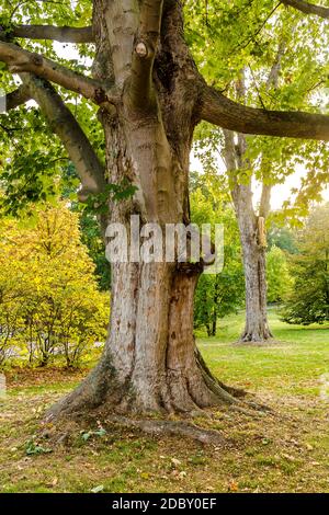 Thick tree trunk in public park, Valencia Stock Photo - Alamy