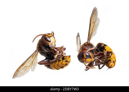 Dead hornets lie curled up with the stinger extended against a white ...