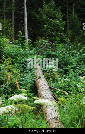 Coniferous forest in the Tyrolean Alps in summer Stock Photo - Alamy