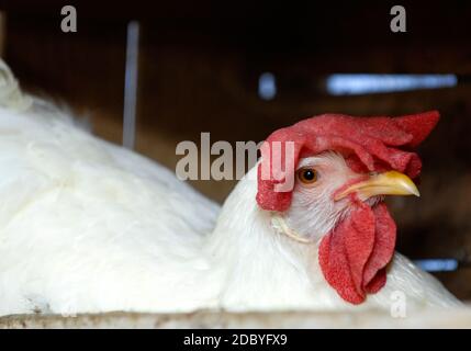 white hen while hatching eggs with the wattle Stock Photo - Alamy