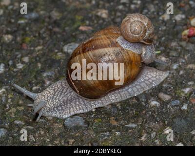 Adult and yong edible snail piggyback Stock Photo - Alamy