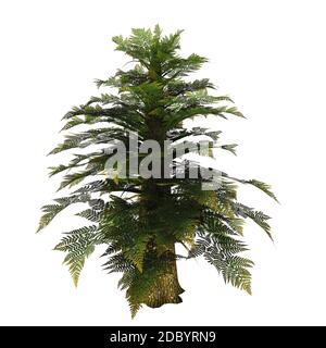 Tempskya was a tree fern diffused in the Cretaceous period Stock Photo ...
