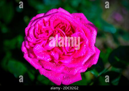 Beautiful pink-yellow rose with drops of dew, on green leaves ...