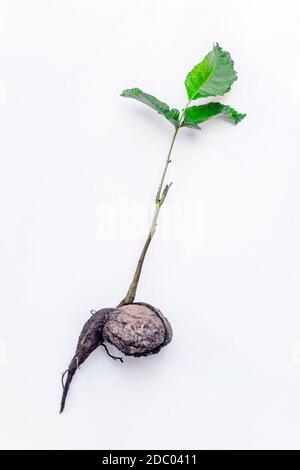 Baby walnut tree Stock Photo - Alamy