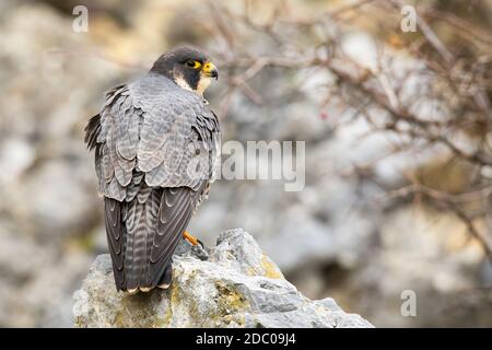 Dominant peregrine falcon sitting on rock in autumn Stock Photo - Alamy