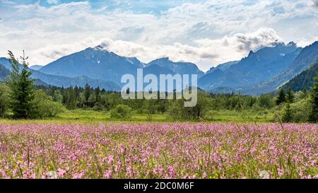 voew on wetland and mountain panorama in ettaler weidmoos, ammergauer ...