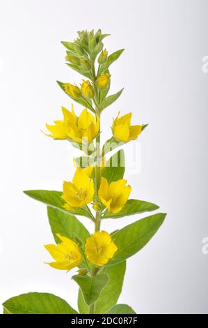 Lysimachus on a white background Stock Photo - Alamy