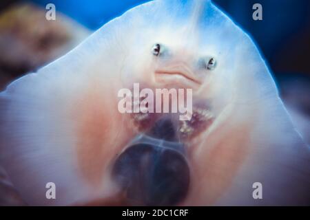 Baby ray fish face close-up view Stock Photo - Alamy