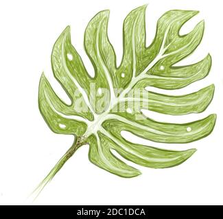 Swiss cheese leaf hand drawing vintage style black and white clip art ...