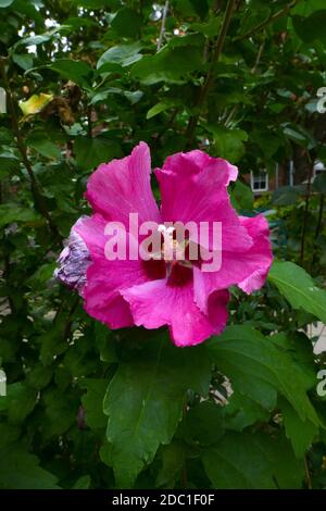 HIBISCUS SYRIACUS HELENE Stock Photo - Alamy