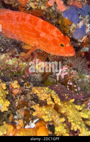 Orange Rock Cod, Cephalopholis spiloparae, Coral Reef, South Ari Atoll ...