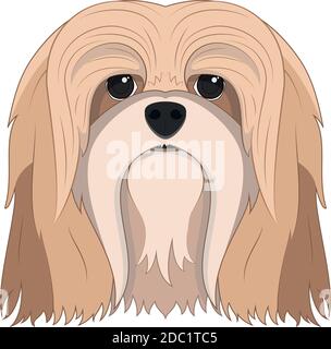 Lhasa Apso Dog Breed Head Isolated Pedigree Pet Portrait Smiling Happy ...