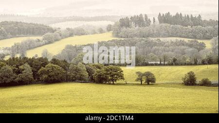 Autumn oak at Newlands Corner Stock Photo - Alamy
