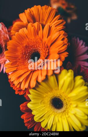 Bouquet of gerberas of different colors on a black background Stock ...