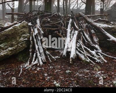 Children’s den in a dark wood, dark winter woodland landscape with fog ...