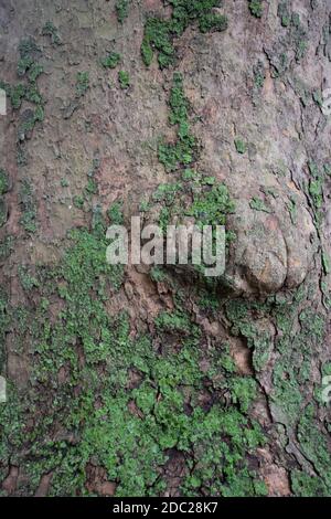 A Tree With a Lump Covered in Lichen and Moss Stock Photo - Alamy