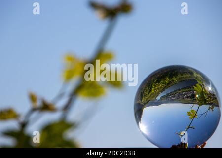 Crystal ball shows valley of river moselle and defocused grapevine in ...