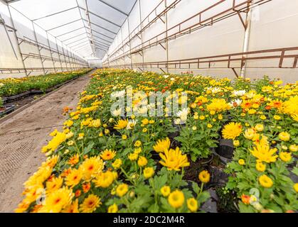 Large commercial greenhouse with colorful blooming flowers and hanging ...