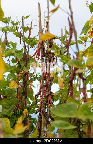 Many red string beans on a market stall Stock Photo - Alamy