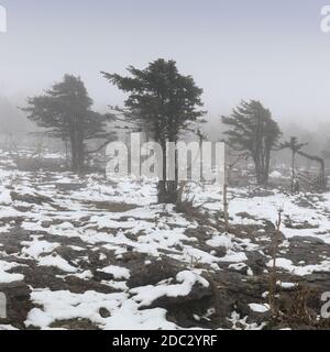 Twisted yew trees in a winter landscape. Three yew trees on snowy ...